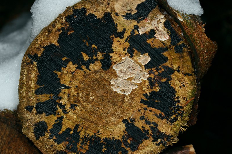 Hvilken sort svamp på gran? - Naturbasen