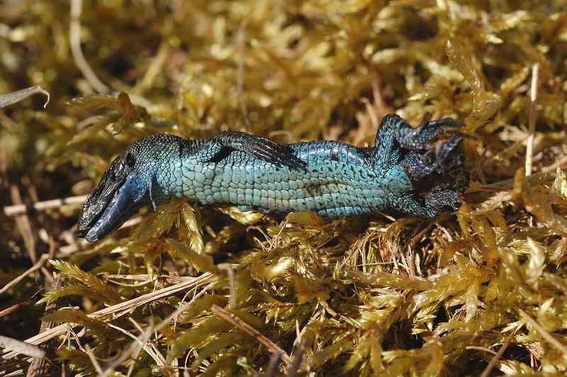 Salamander - Naturbasen