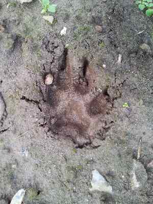 Hvilket dyr efterlader dette fodspor - Naturbasen