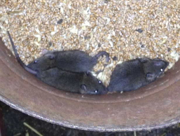 rotter? mus ? - Naturbasen