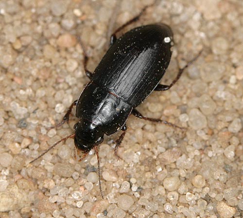 Harpalus anxius? - Naturbasen