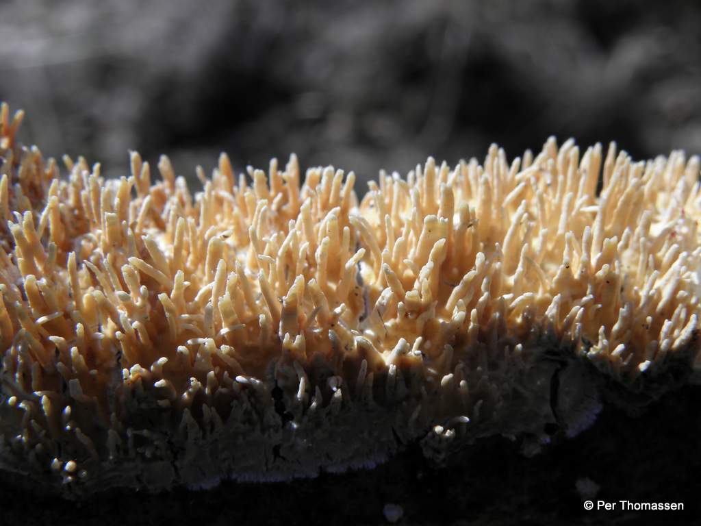 Hvilken svamp ? - Naturbasen