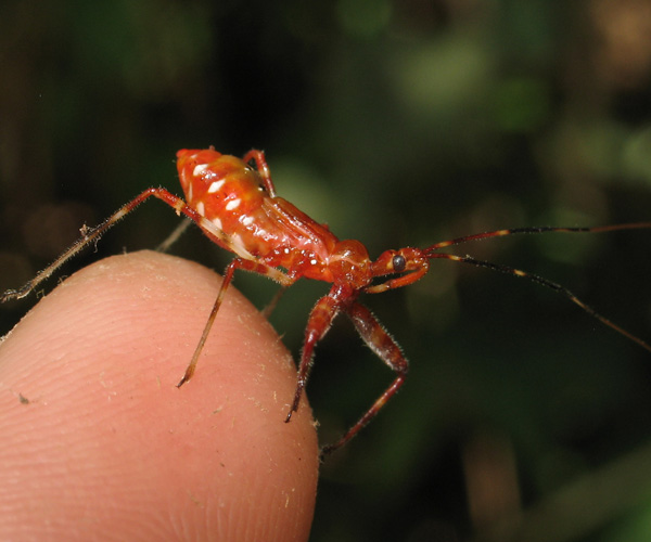 hvilken tæge thailand - Naturbasen