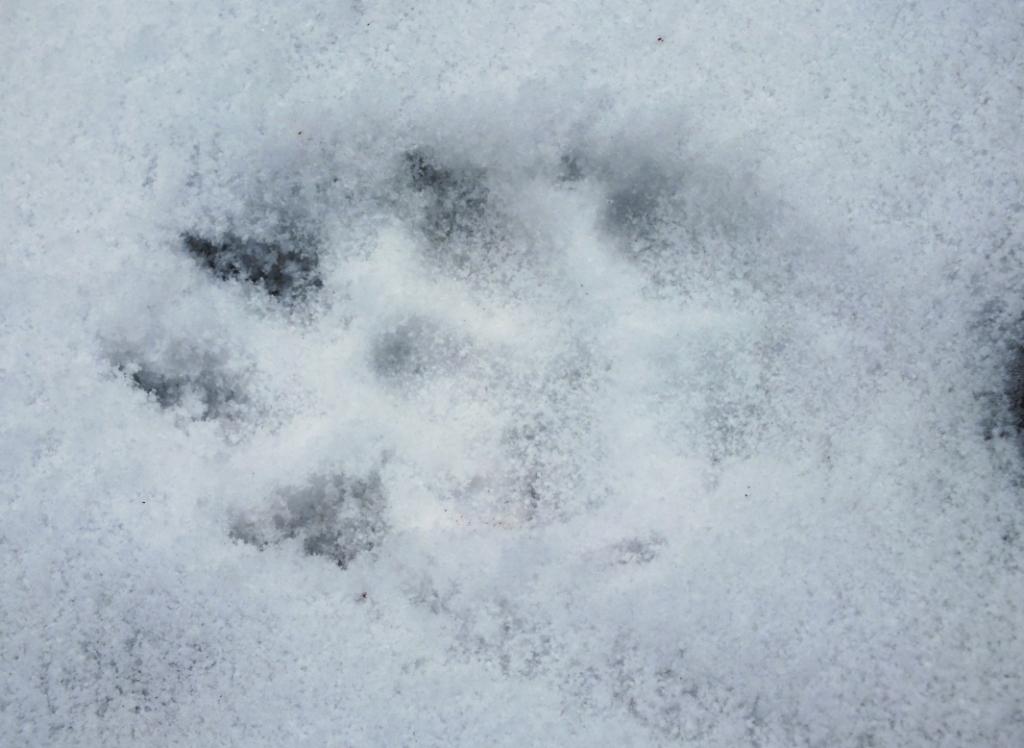 Spor i sneen - mår, ilder og også måske en ræv? - Naturbasen