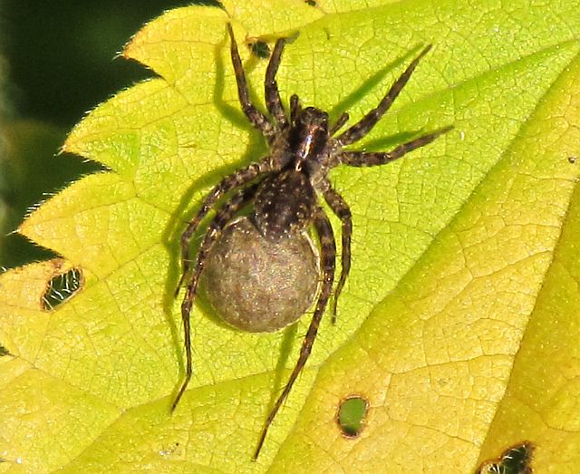 Ulveedderkop? - Naturbasen