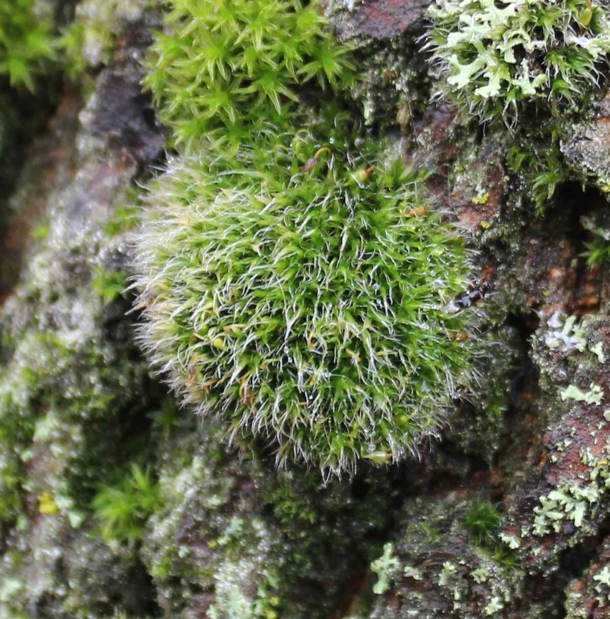 En malplaceret mos? - Naturbasen