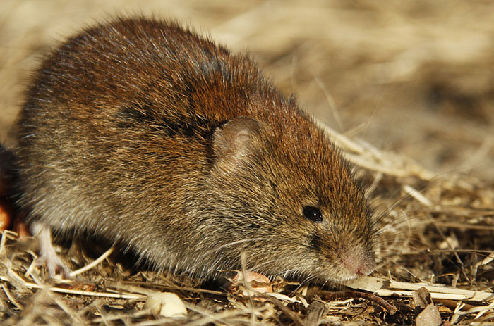 Markmus? - Naturbasen