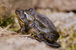 Hvilken frø/tudse - Naturbasen