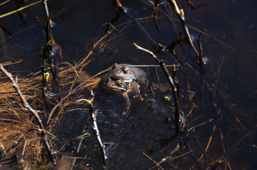 Hvilke frøer? - Naturbasen