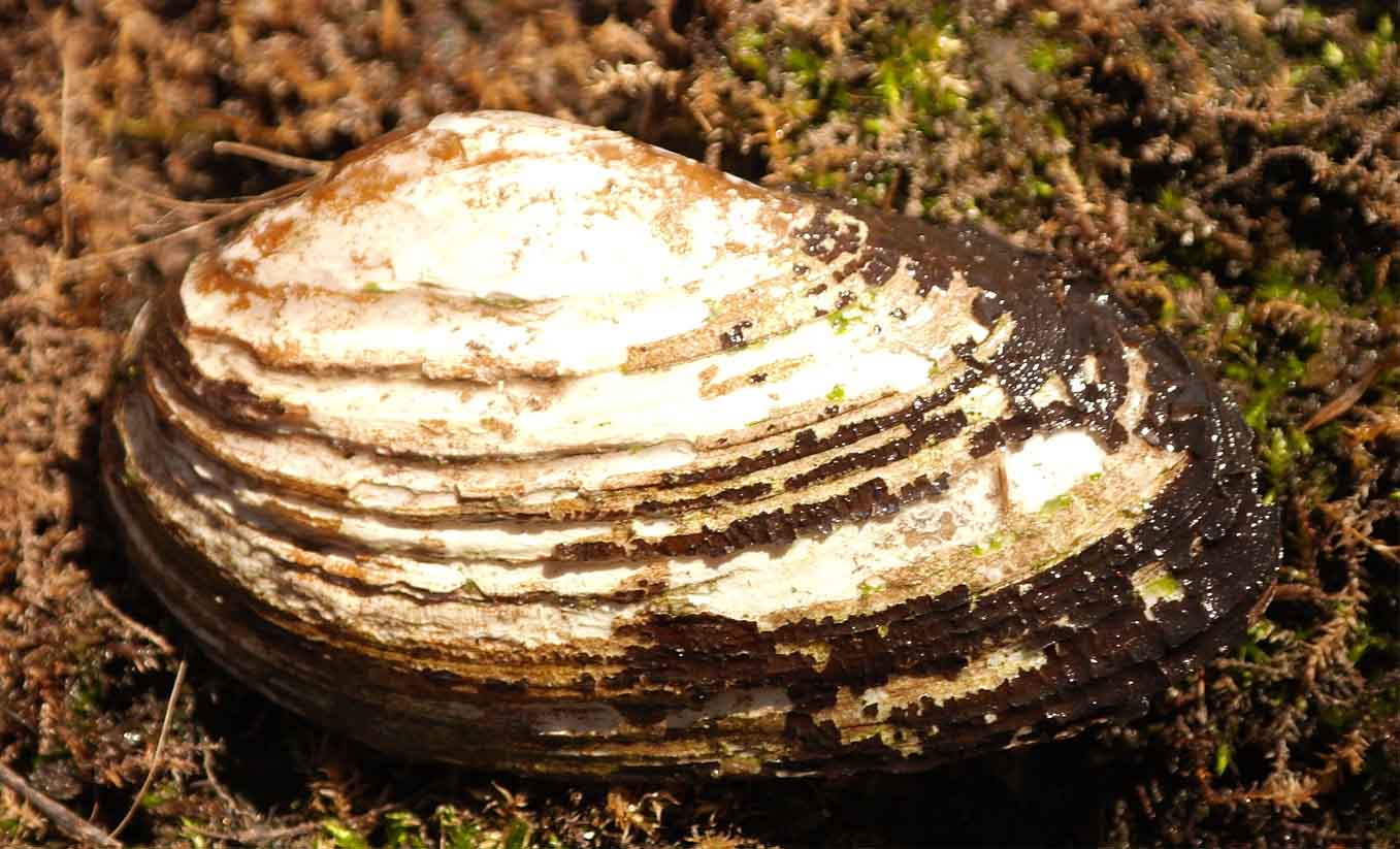 Alm. dammusling / malermusling? - Naturbasen