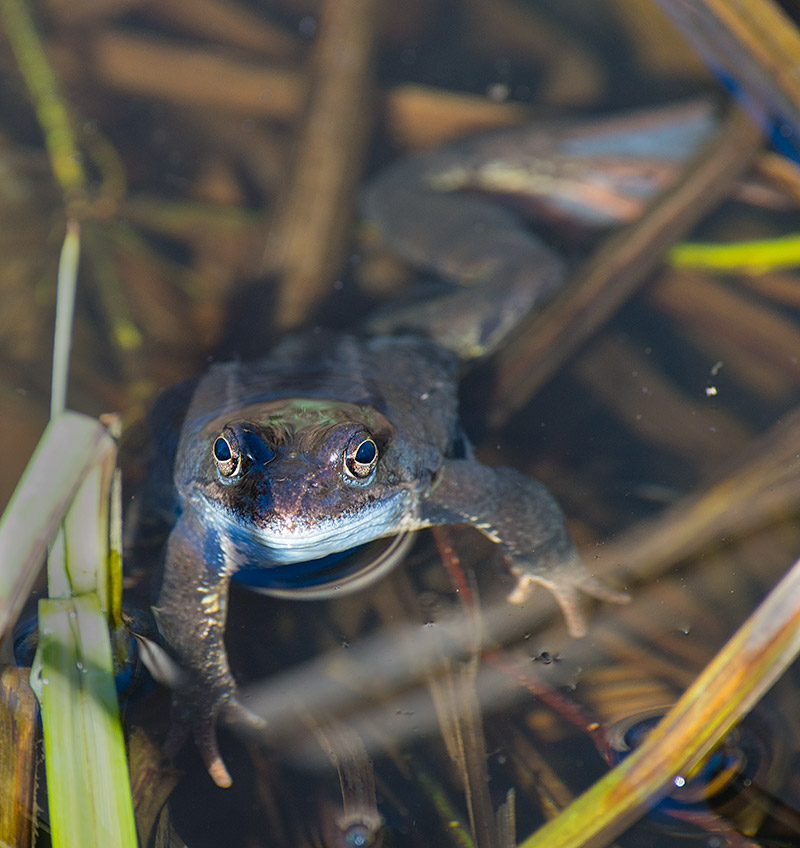 Butsnudet frø - Naturbasen