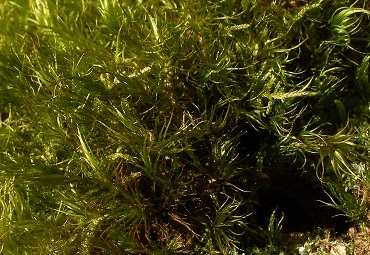 Hvad er det for en mos, der voksede på væltet Eg - Naturbasen