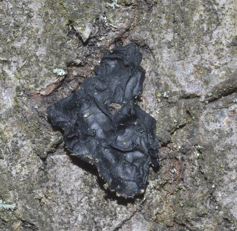 Tørre sorte skorper - Naturbasen