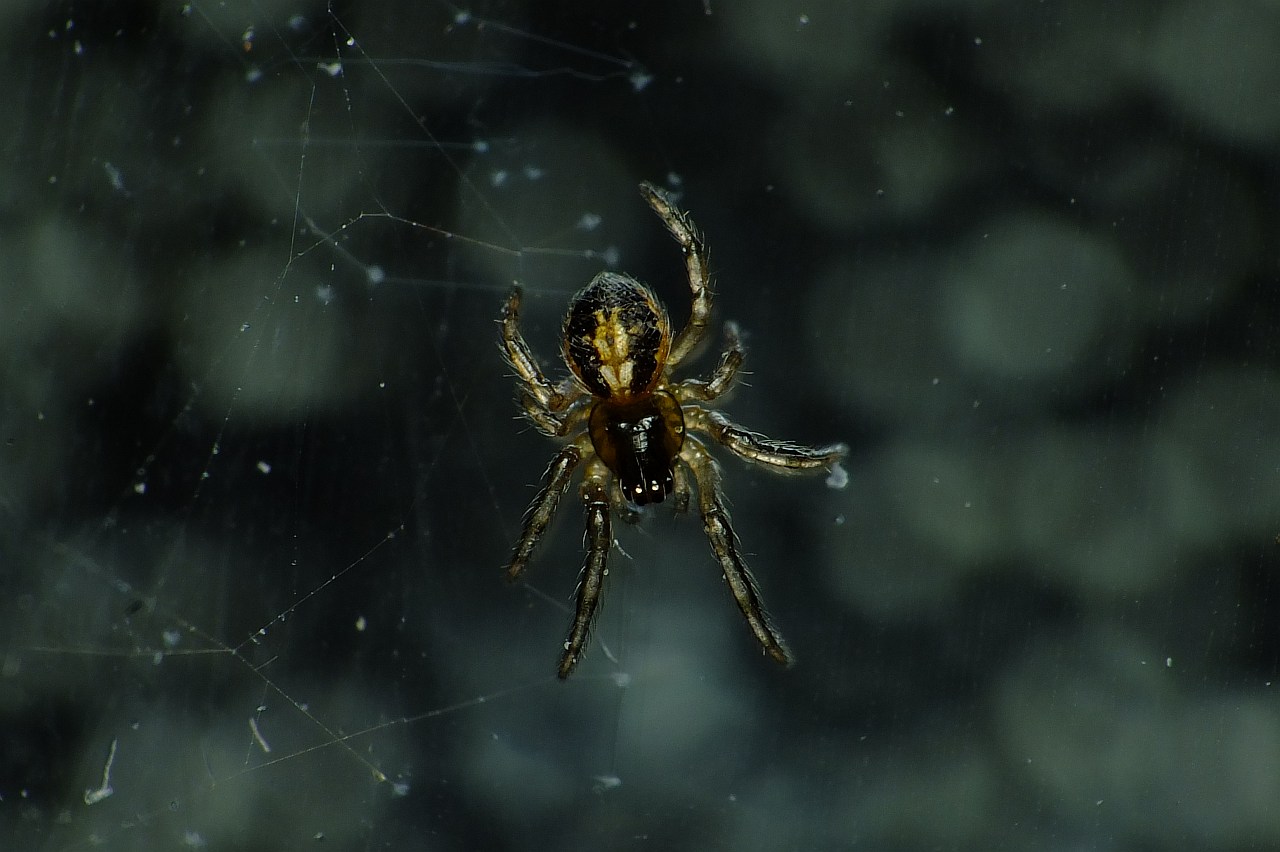 Hvilken Micro-edderkop i min gangdør? - Naturbasen