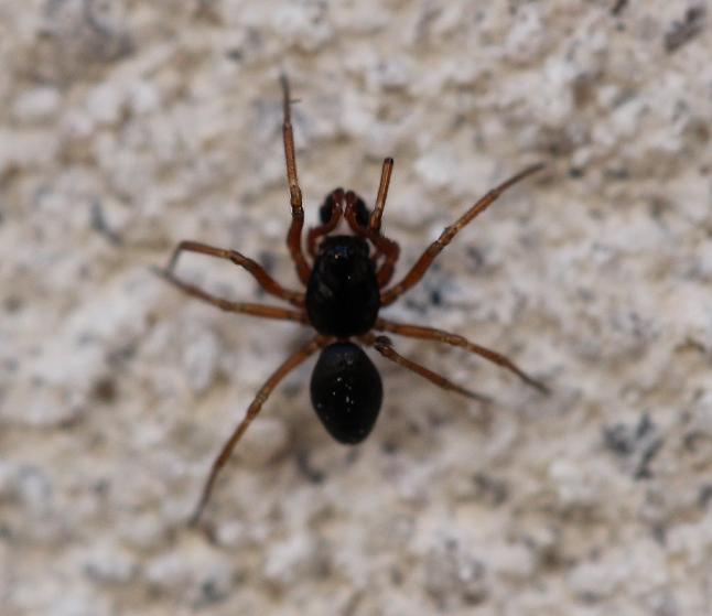 Hvilken lille sort edderkop? - Naturbasen