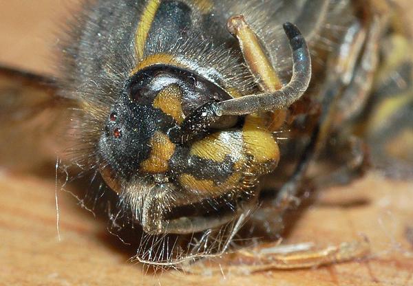Almindelig gedehams?? - Naturbasen