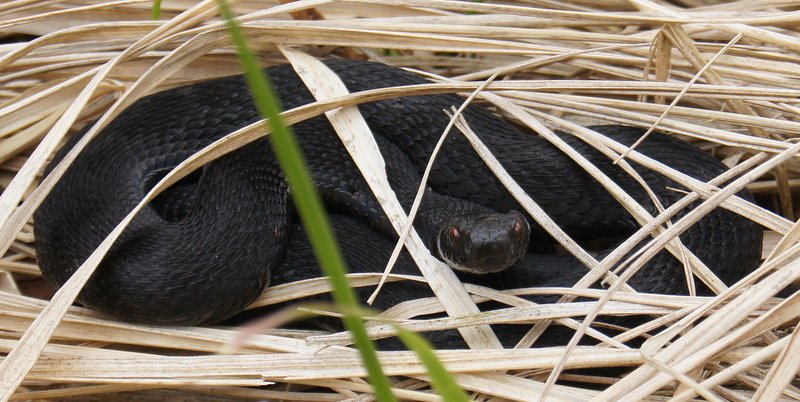 Sort hugorm - Naturbasen