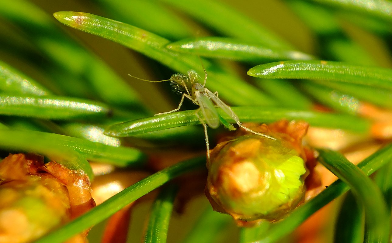Hvilken Mini-flyver på gran - ca 3 mm - Naturbasen