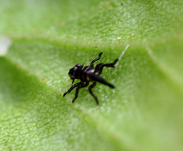 Hvilket sært lille dyr: Nymfe eller hvad? - Naturbasen