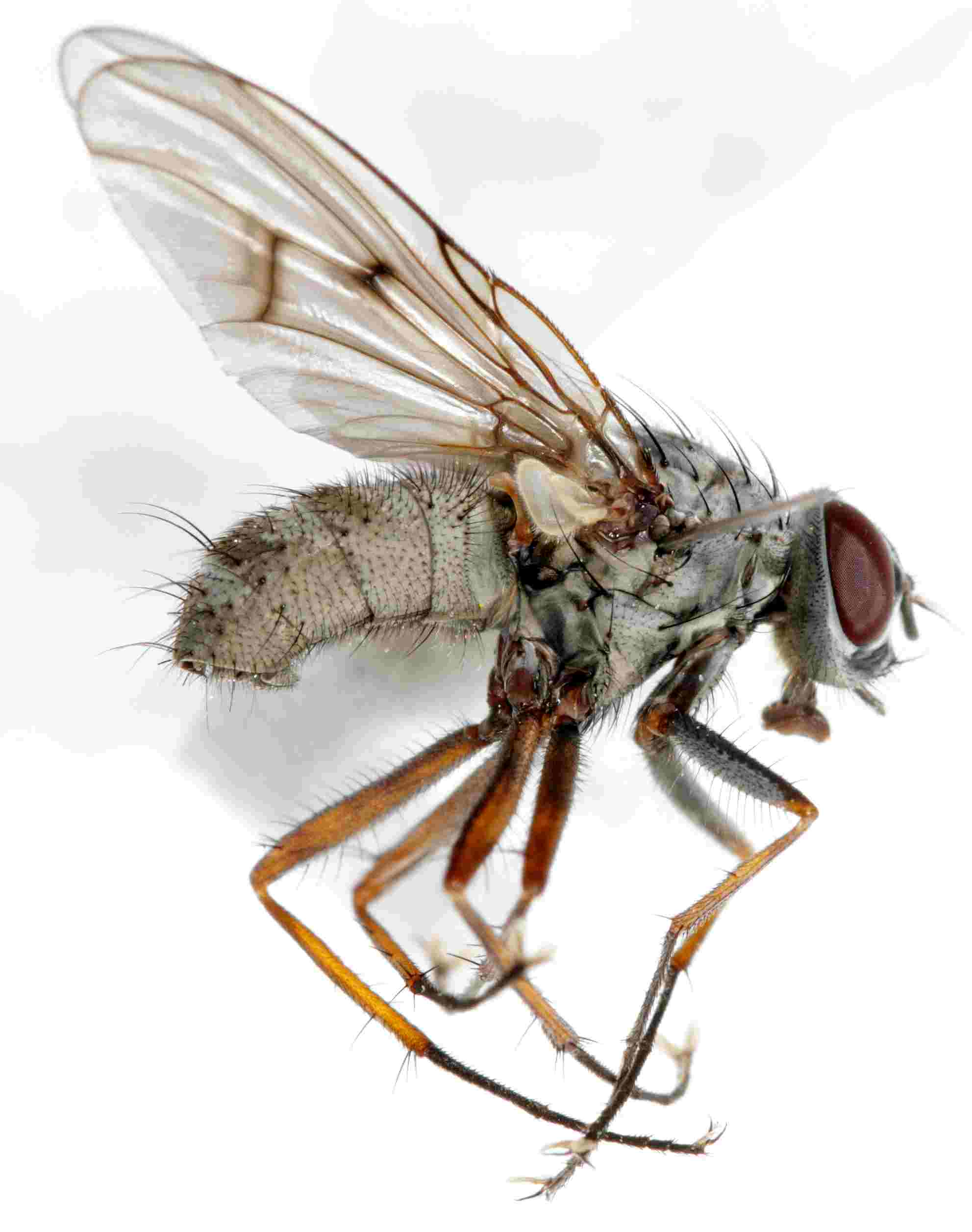 3 ens? 3 af 3 - Naturbasen