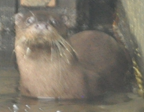 Odder eller undsluppen mink? - Naturbasen