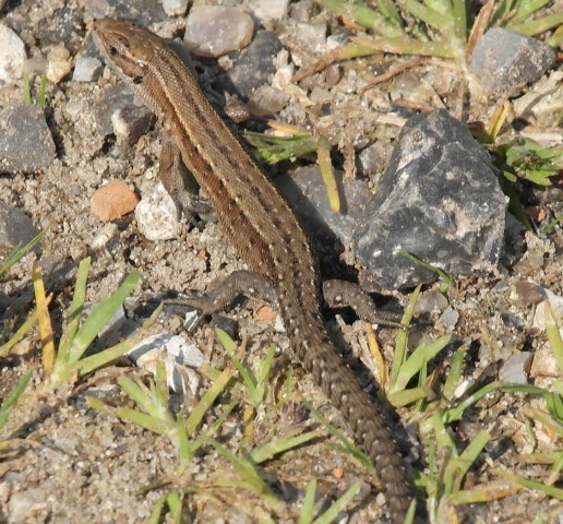 Firben - Naturbasen