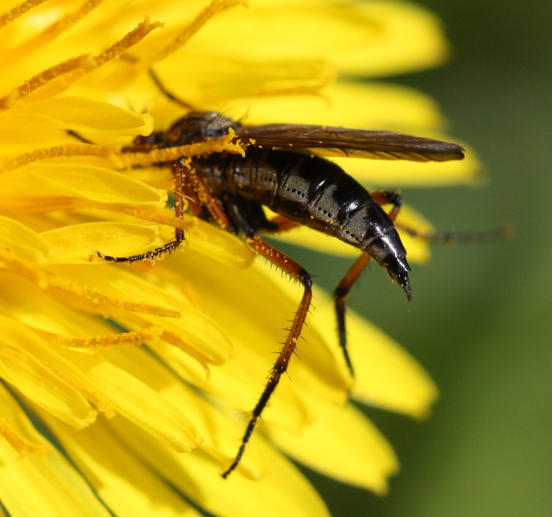 Hvilket insekt med lang snabel i mælkebøtte? - Naturbasen