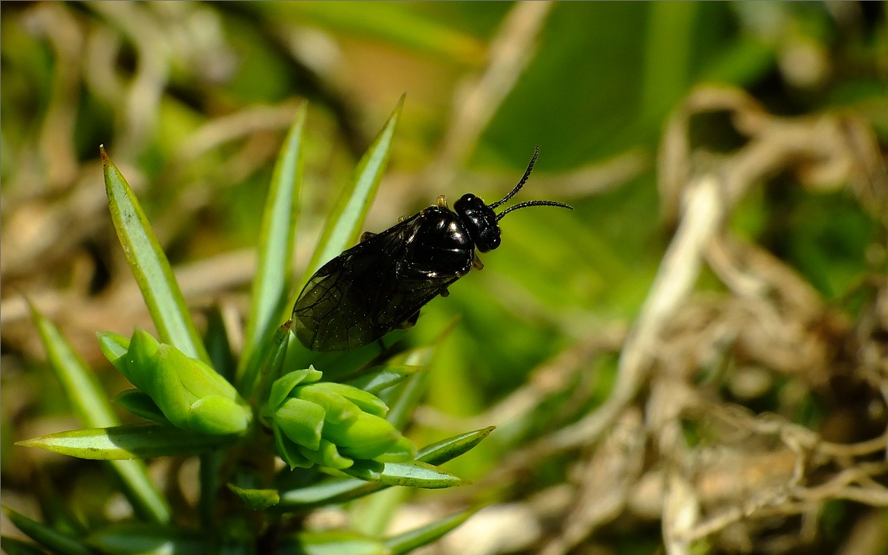 Hvilken lille sort hveps? - Naturbasen