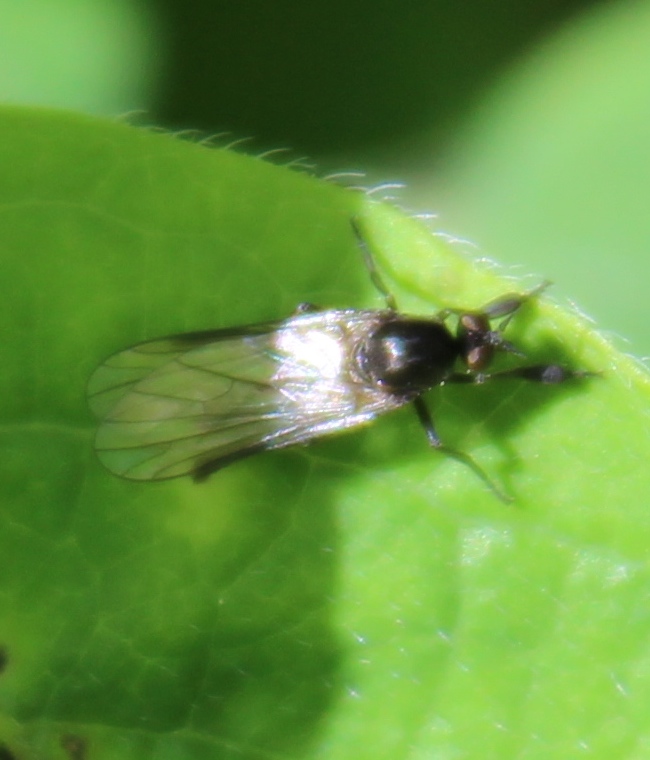 Hvilken flue med opsvulmede forskinneben? - Naturbasen