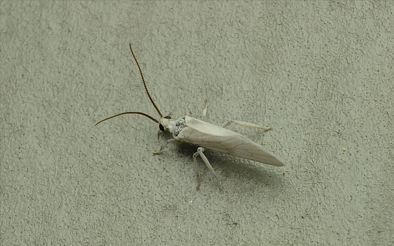 Hvilken meget lille, hvid flyver? - Naturbasen