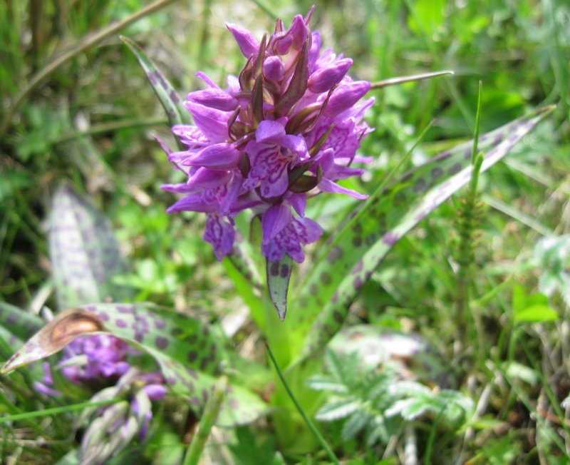Plante # 4 Storelung mose - Midtfyn. - Naturbasen