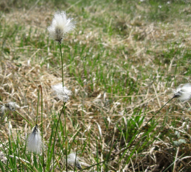 Plante # 5 fra Storelung mose - Midtfyn. - Naturbasen