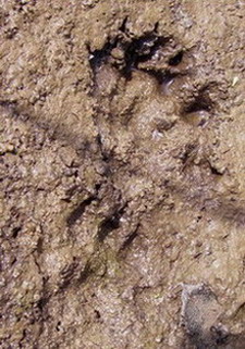 Hvilket fodspor? - Naturbasen