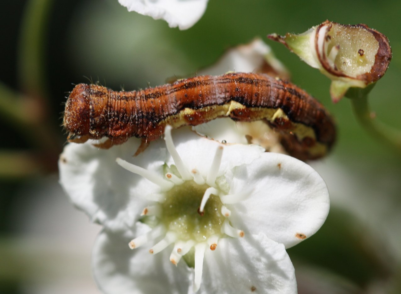 Larve på tjørn - Naturbasen