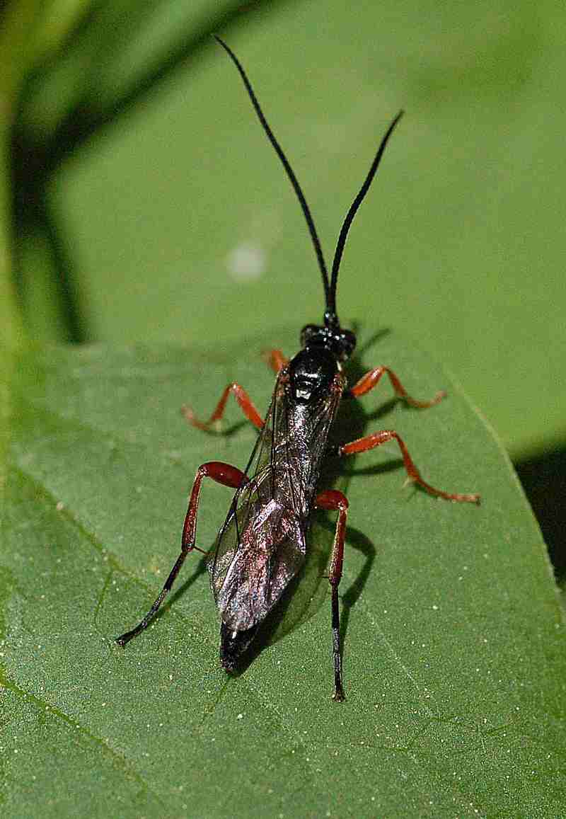 Hveps med røde ben - Naturbasen