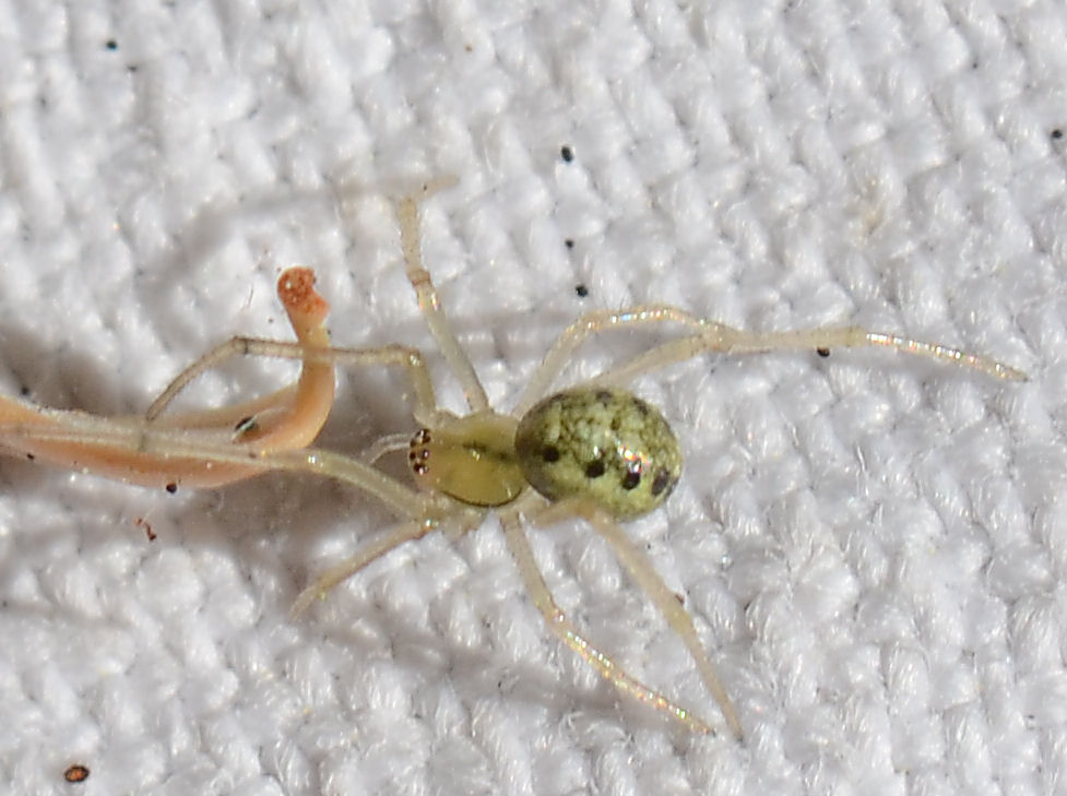 To små edderkopper - Naturbasen