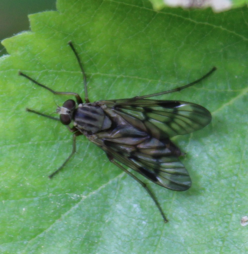 Flue med spektakulære vinger - Naturbasen