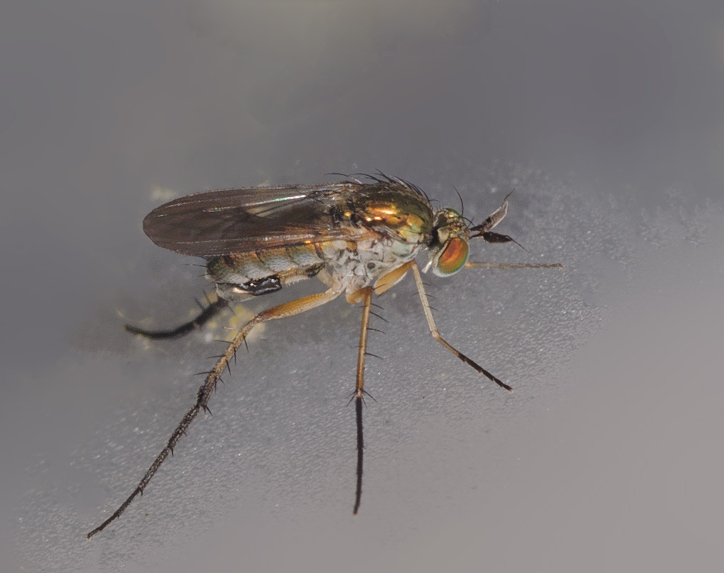 Syntormon? - Naturbasen