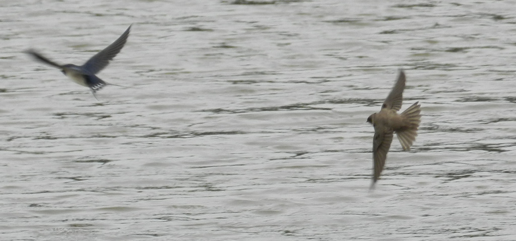 2 flyvende fugle - Naturbasen