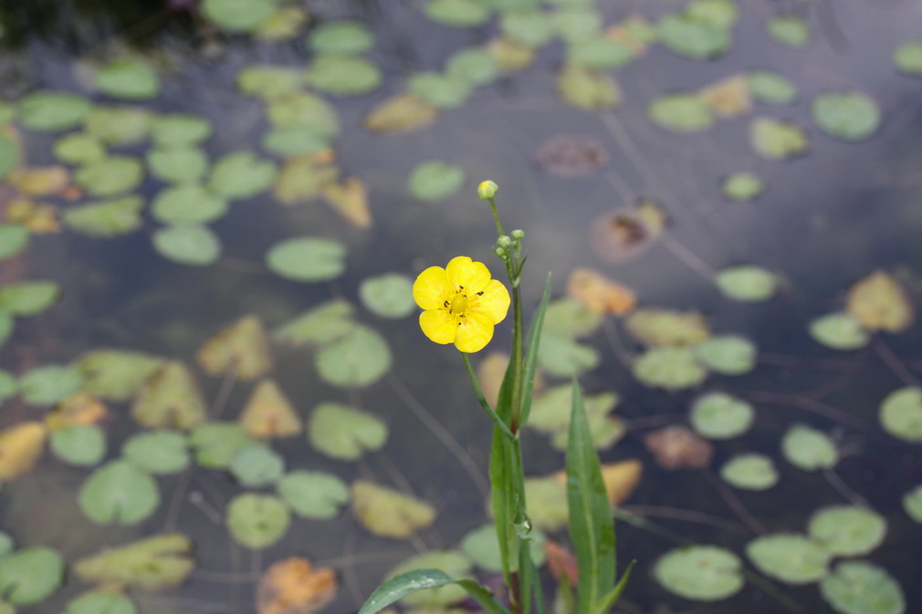 Hvilken vand/sumpplante er dette? - Naturbasen