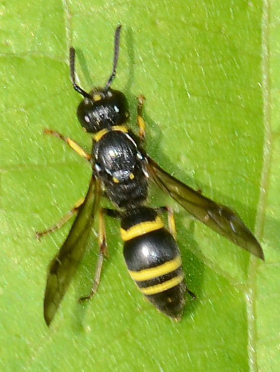 Bi eller hveps? - Naturbasen