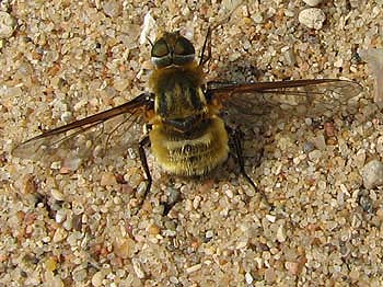 Humlefluen Villa modesta? - Naturbasen