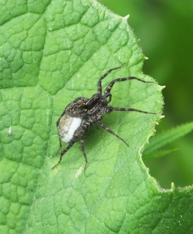 jagtedderkop - alm.?? - Naturbasen