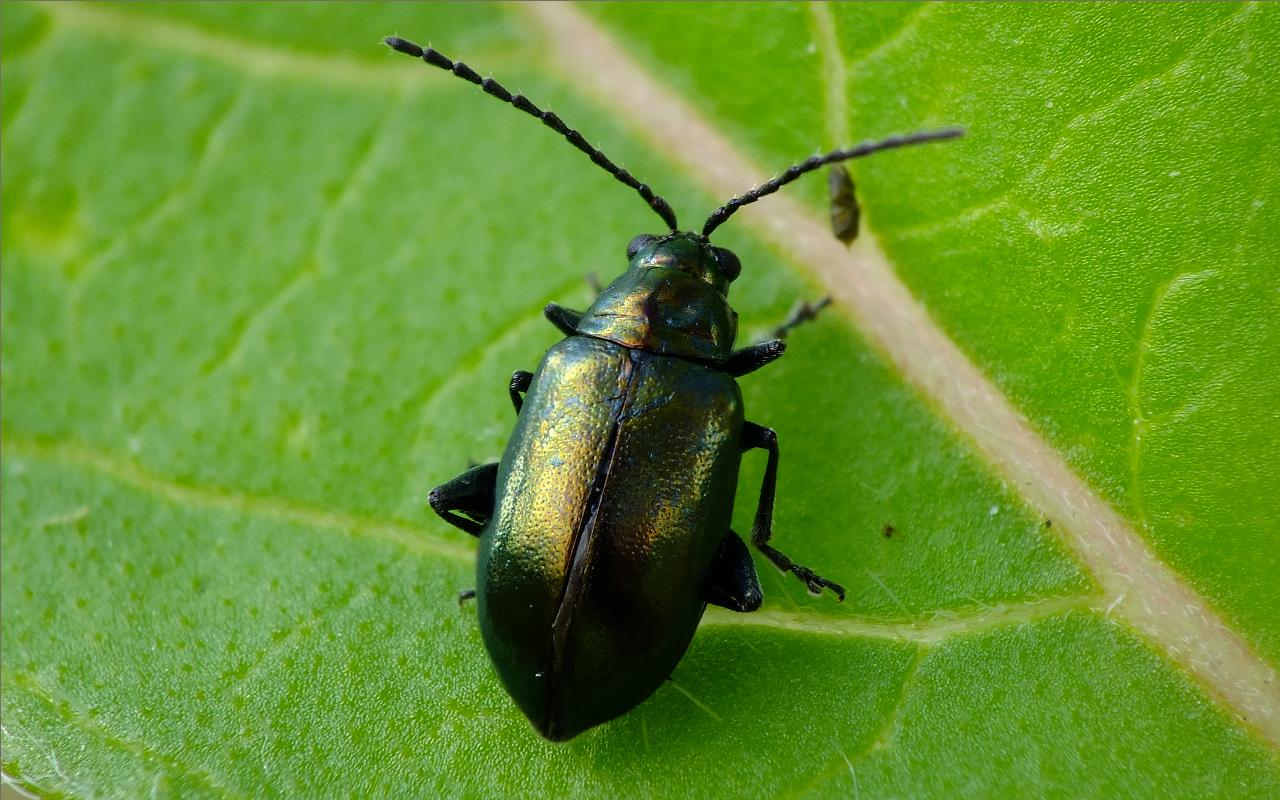 Hvilken meget lille bille - glinsende grønlig sort - Naturbasen