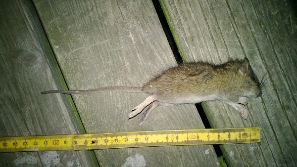 Mus eller rotter? - Naturbasen