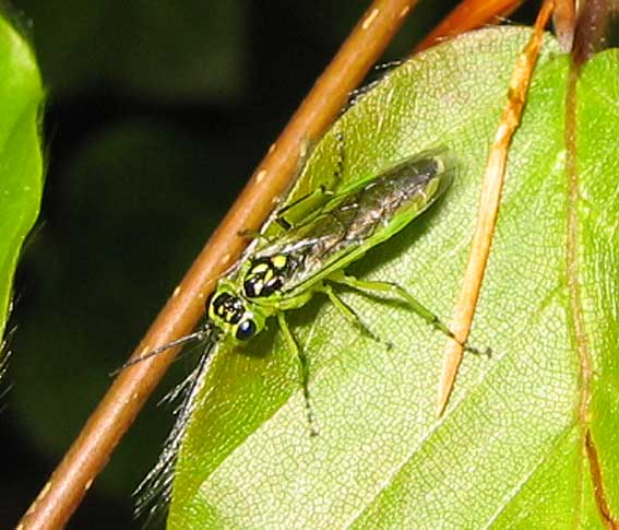 Hvilket grønt insekt ? - Naturbasen