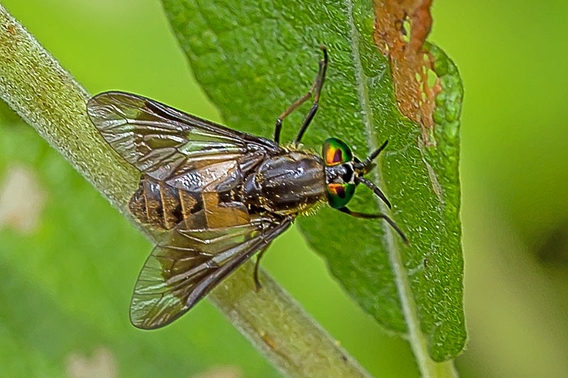 Klæg - Chrysops caecutiens? - Naturbasen