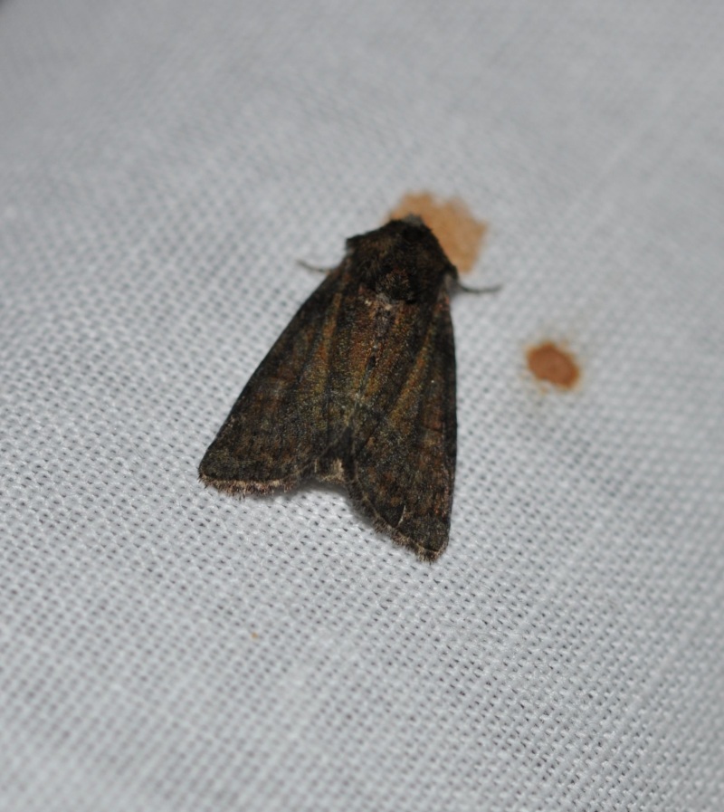 Oligia sp? - Naturbasen