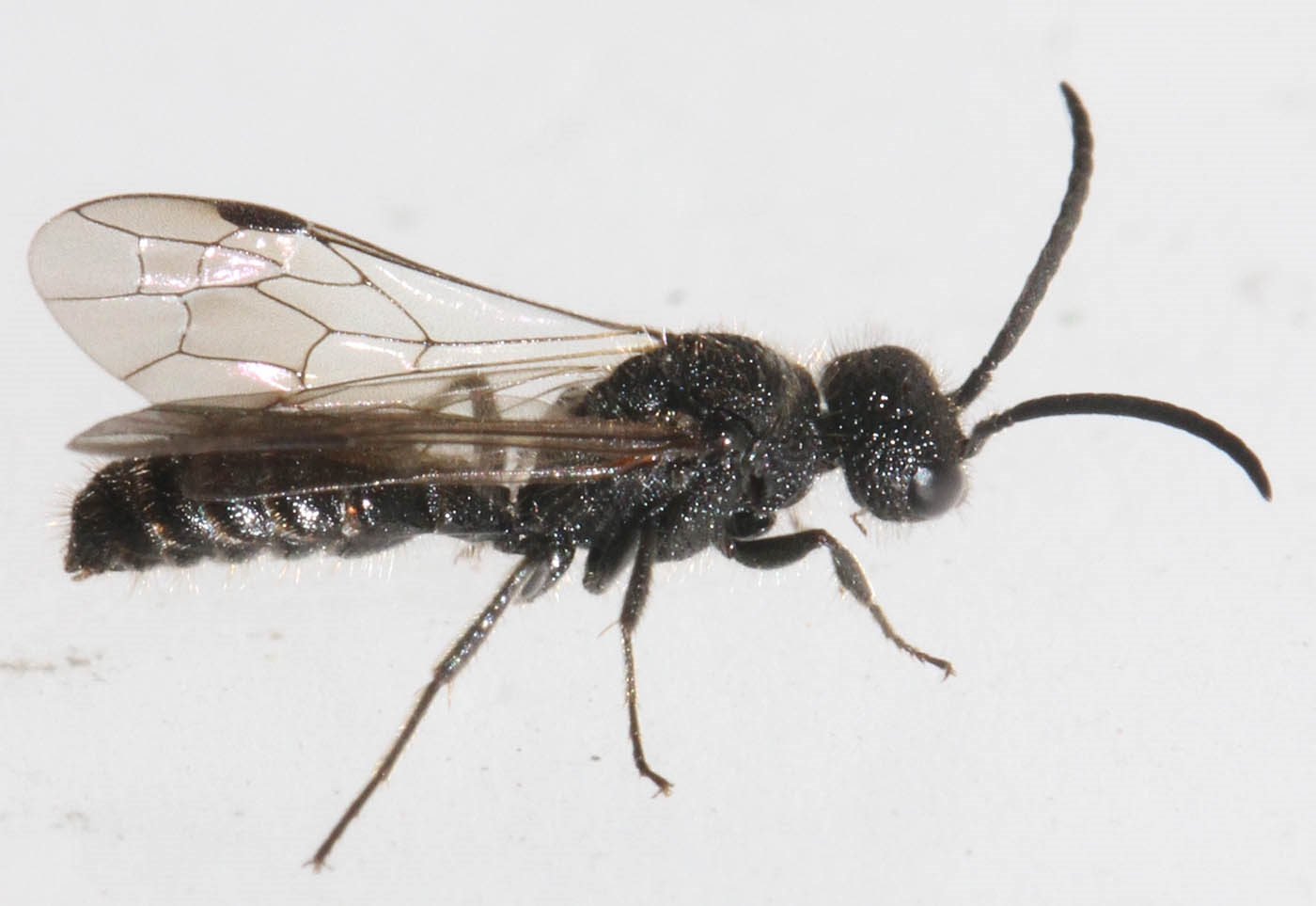 Mindre sort hveps? - Naturbasen