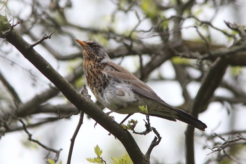 Hvilken fugl? - Naturbasen